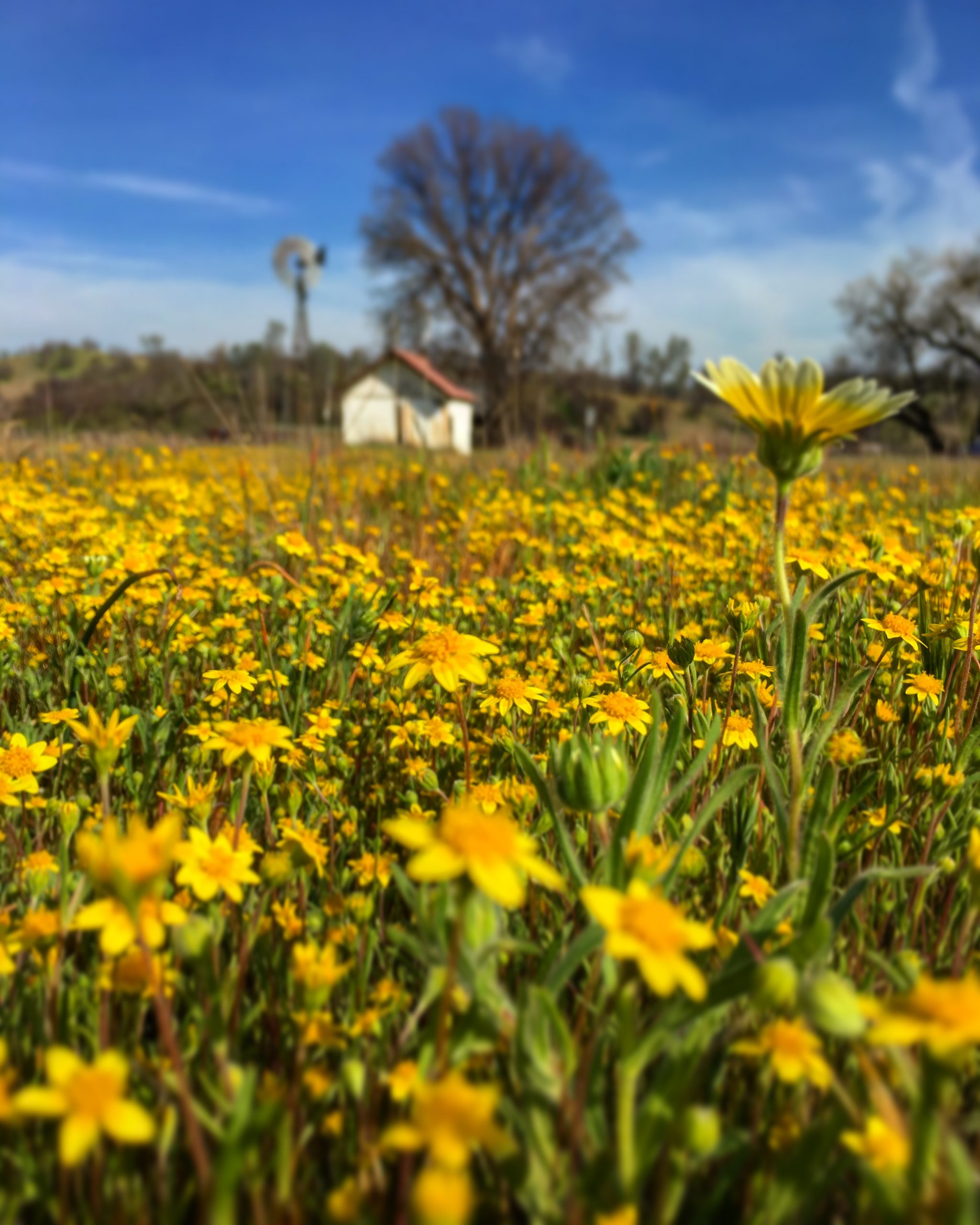 The Ranch in the Spring - Avenales Ranch